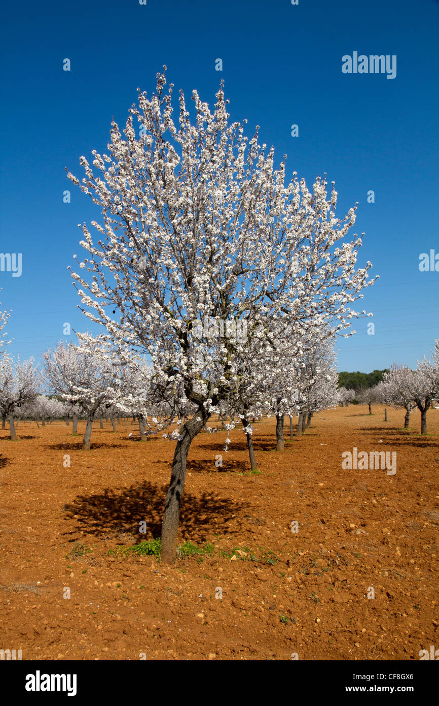 Almond tree field blossoming in spring Majorca Mallorca Balearic Spain ...