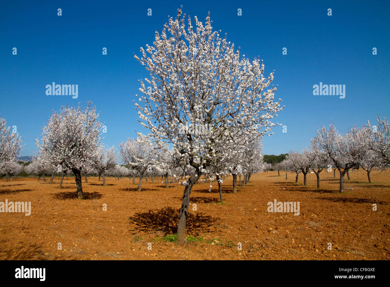 Almond planting tree hi-res stock photography and images - Alamy