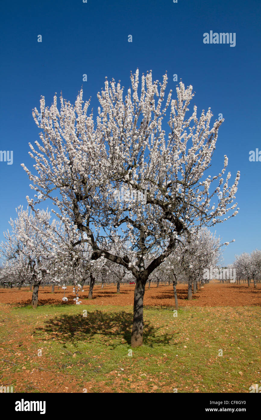 Almond planting tree hi-res stock photography and images - Alamy