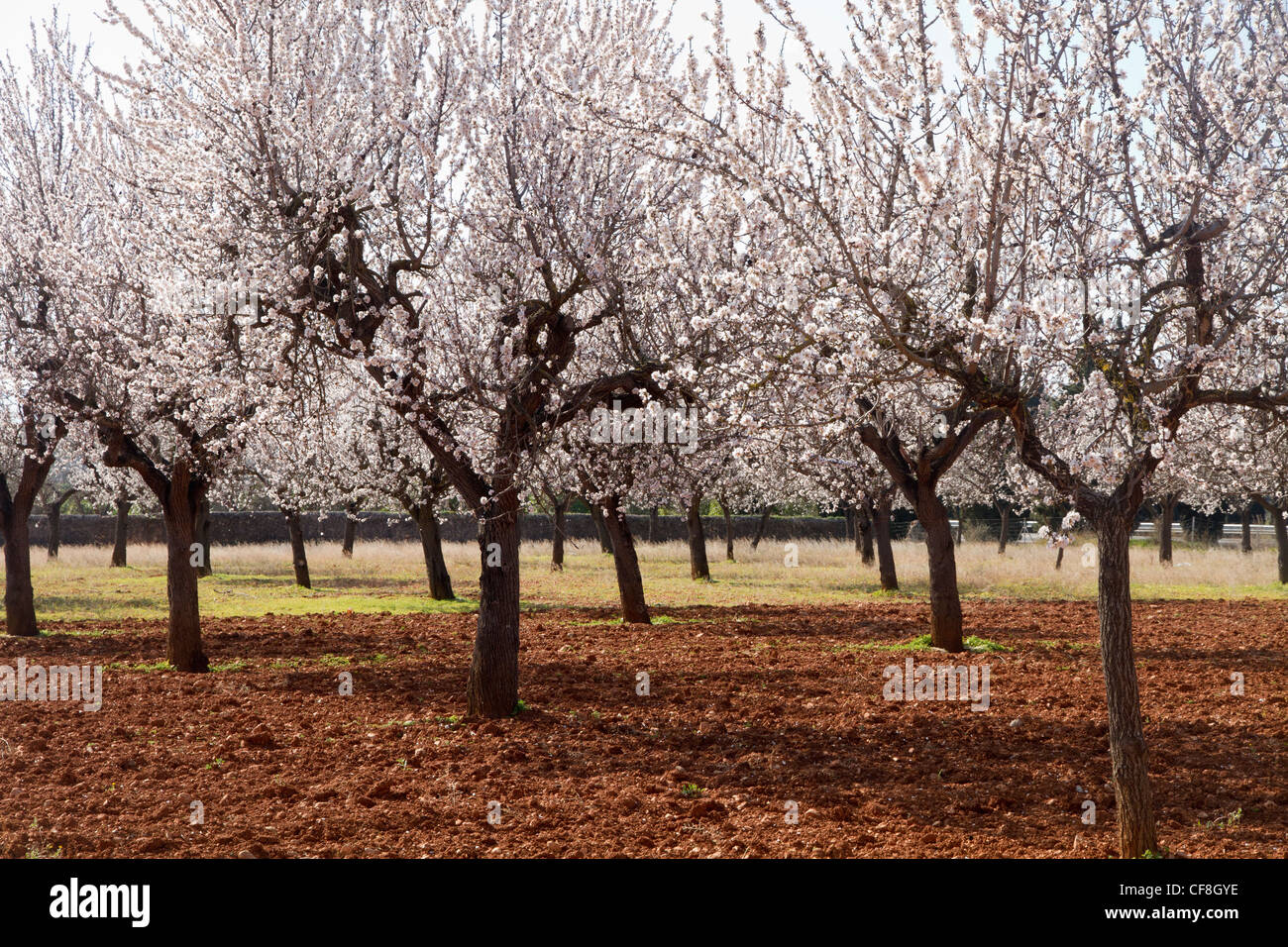 Almond planting tree hi-res stock photography and images - Alamy