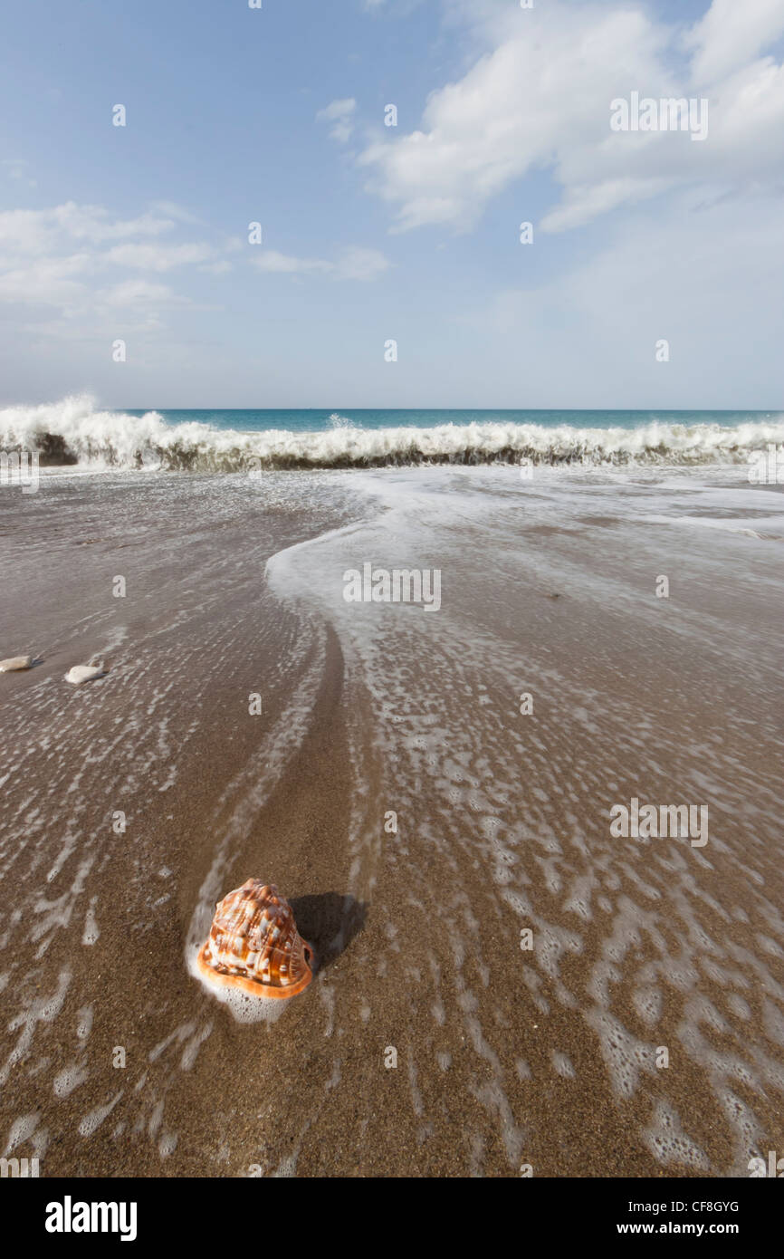 Seashell at Latchi beach, Paphos district, Cyprus Stock Photo - Alamy