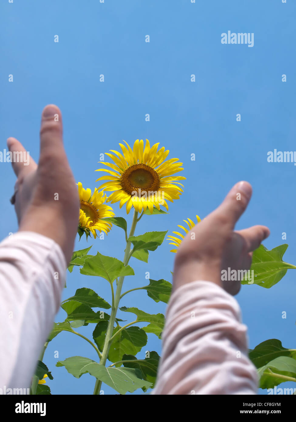 Woman hands reaching out to sunflowers Stock Photo - Alamy