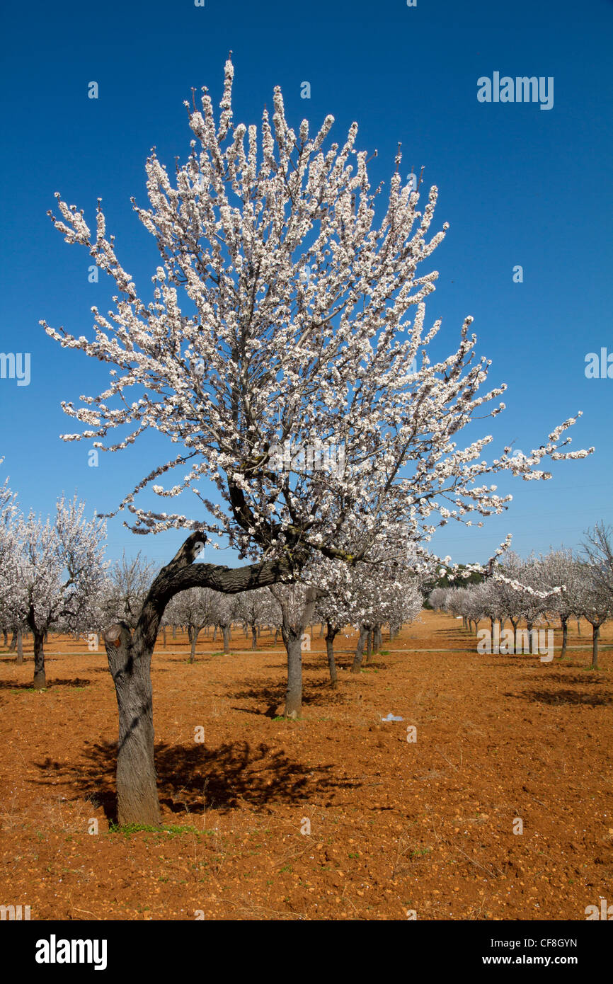 Almond tree field blossoming in spring Majorca Mallorca Balearic Spain ...