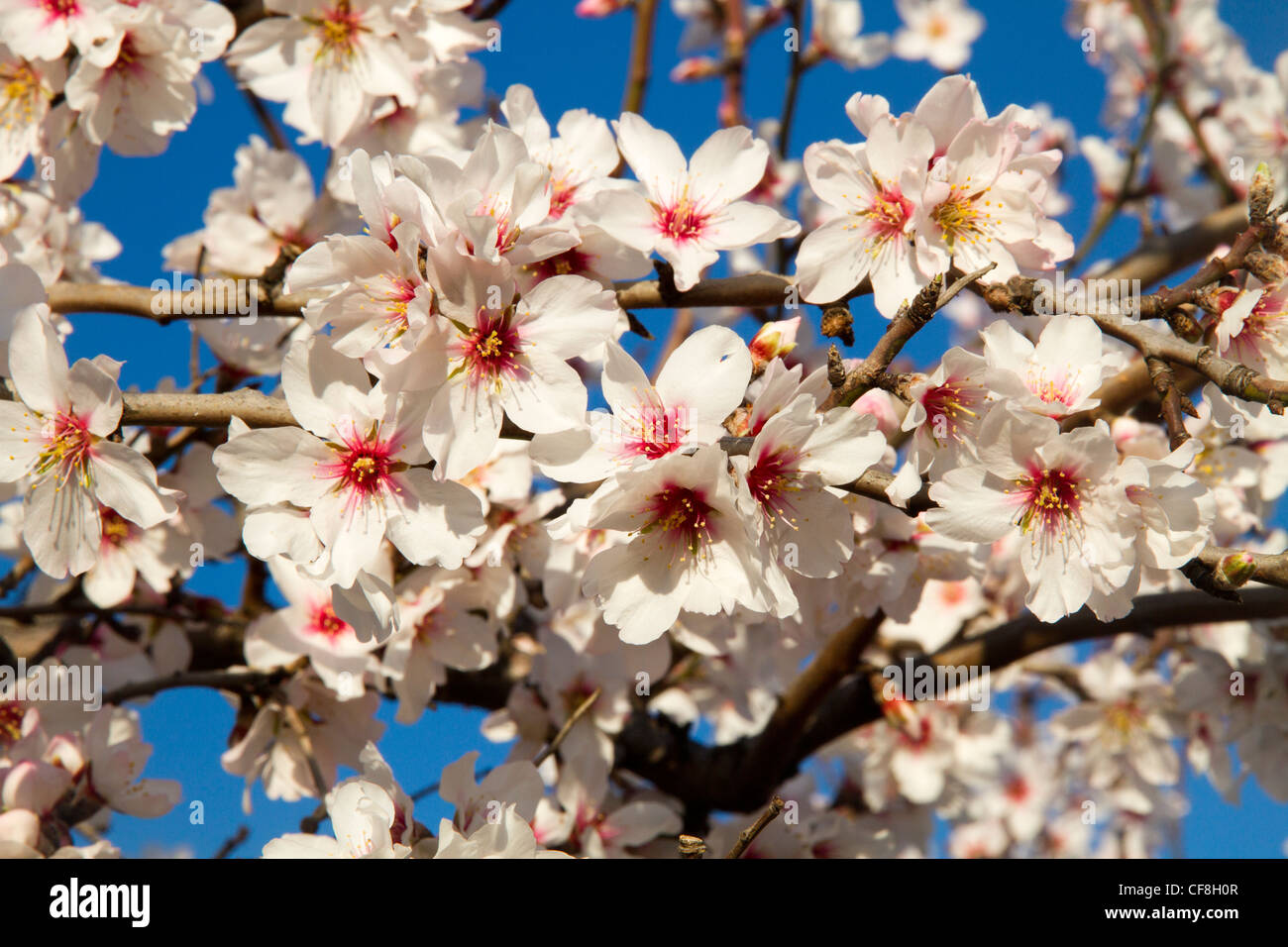 blossom almond flowers pink Majorca Mallorca Spain Stock Photo - Alamy