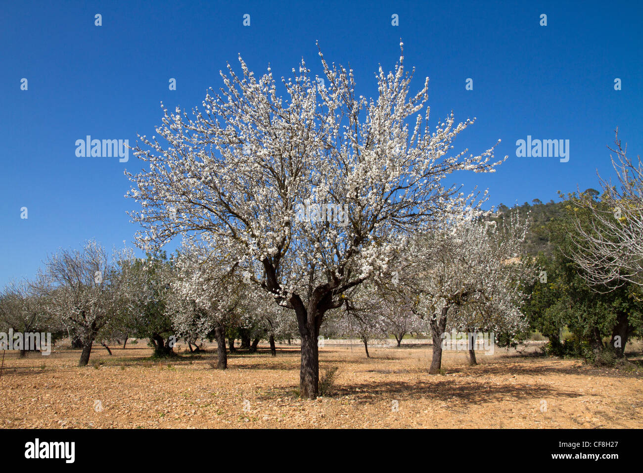 Almond planting tree hi-res stock photography and images - Alamy