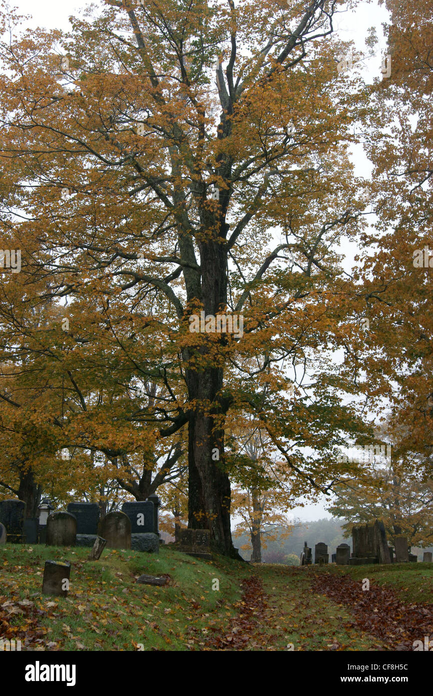 Tall maple tree with autumn foliage beside a path through a cemetery ...