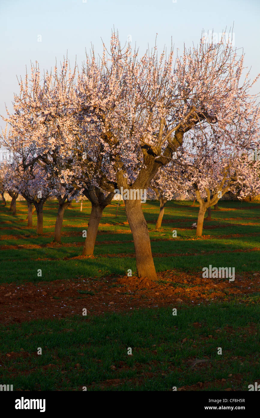 Almond tree field blossoming in spring Majorca Mallorca Balearic Spain ...