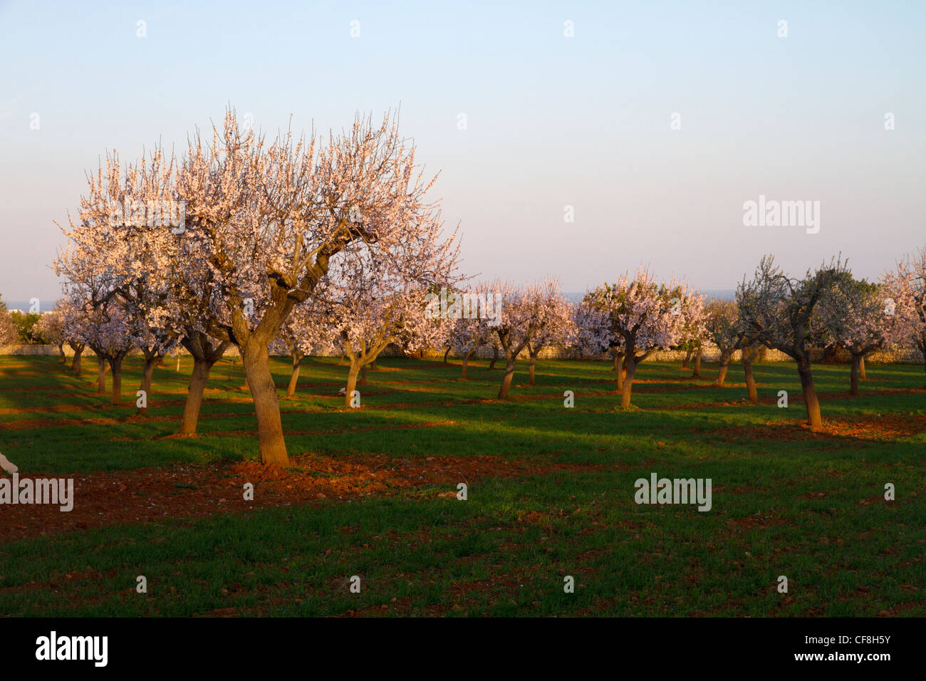 Almond tree field blossoming in spring Majorca Mallorca Balearic Spain ...