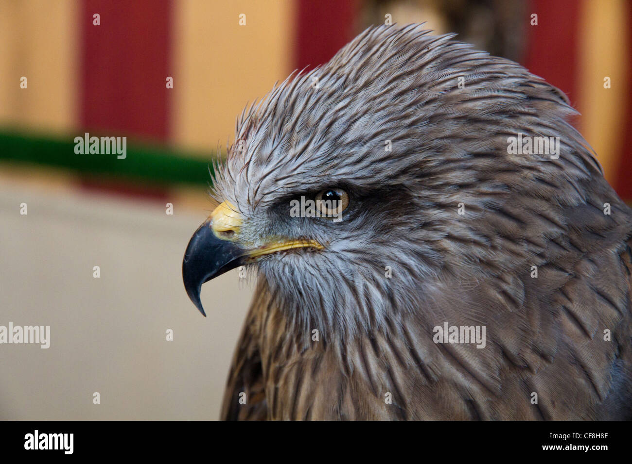 hawk head close-up Stock Photo - Alamy