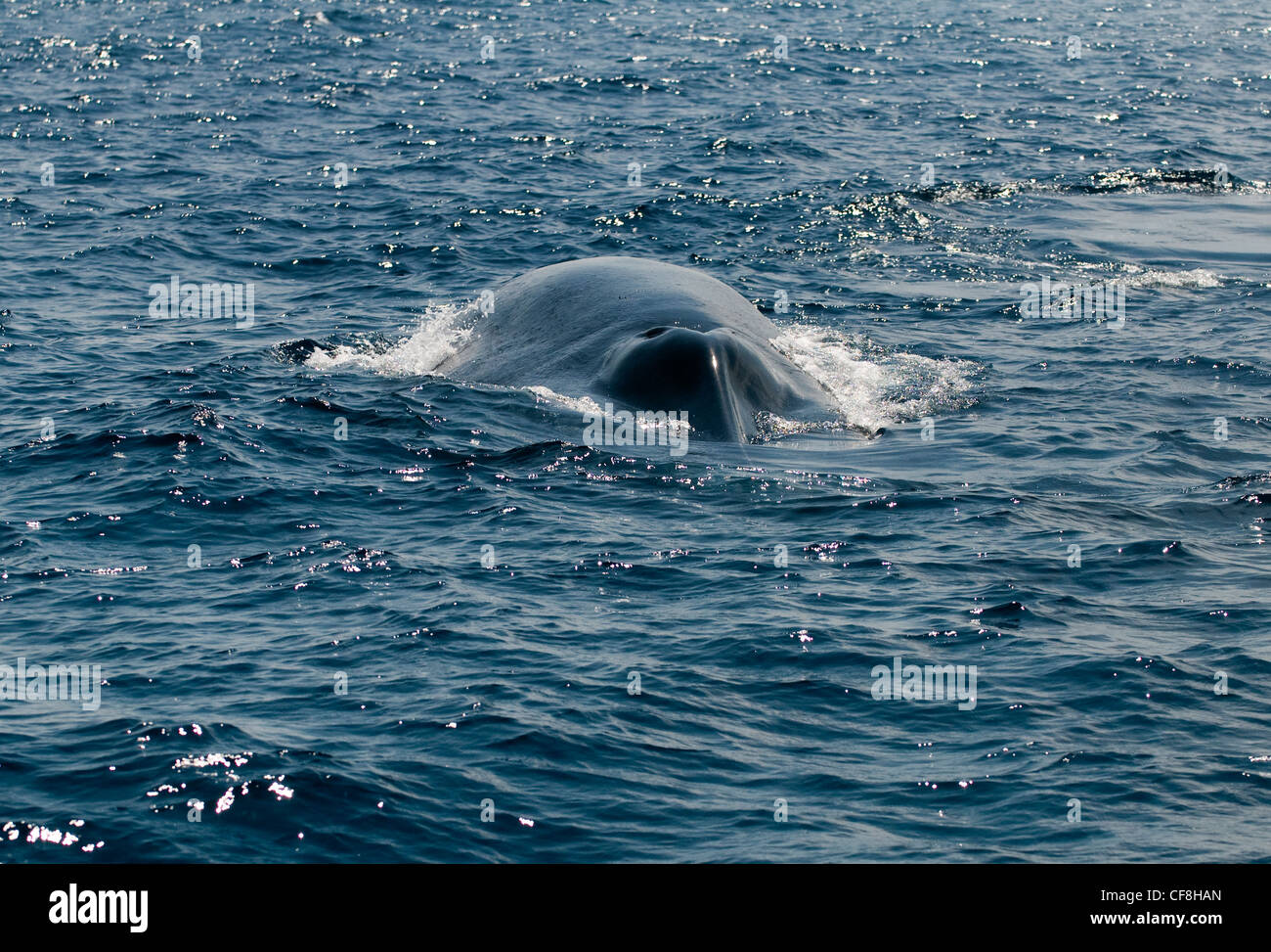 A Blue Whale in the Indian ocean Stock Photo - Alamy
