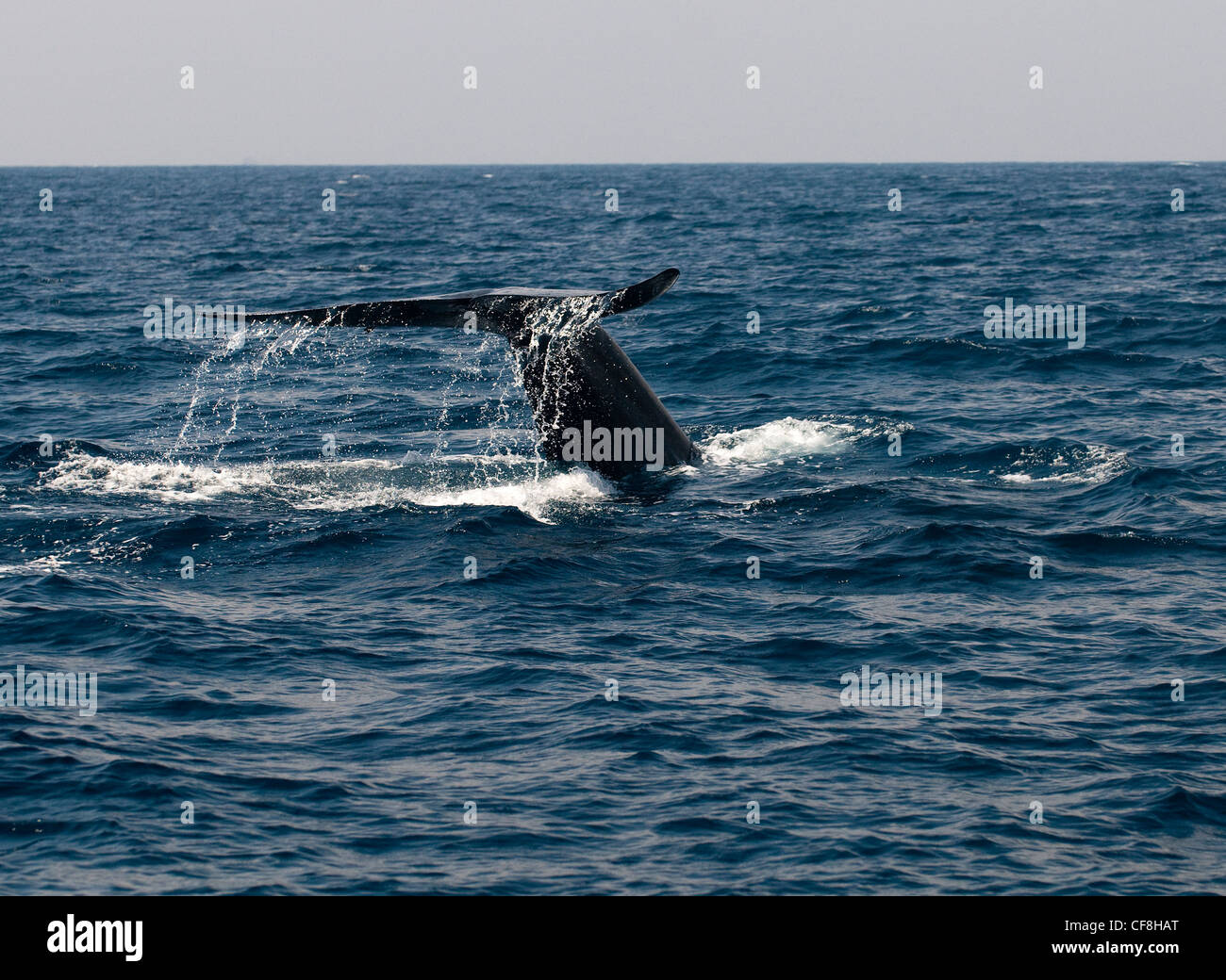 Indian ocean habitat hi-res stock photography and images - Alamy