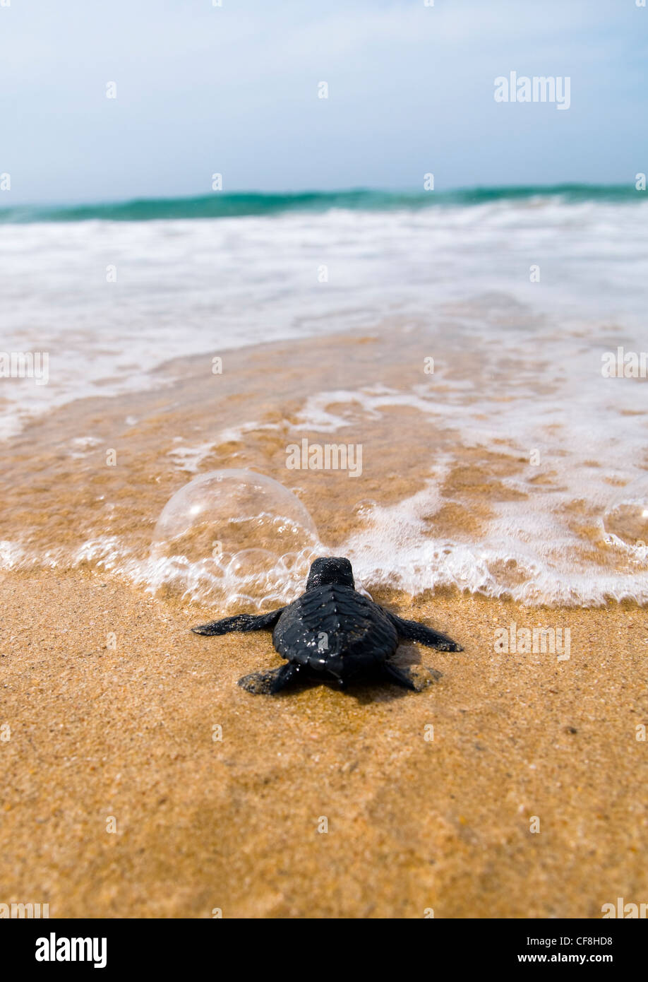 Baby Sea Turtles On The Beach