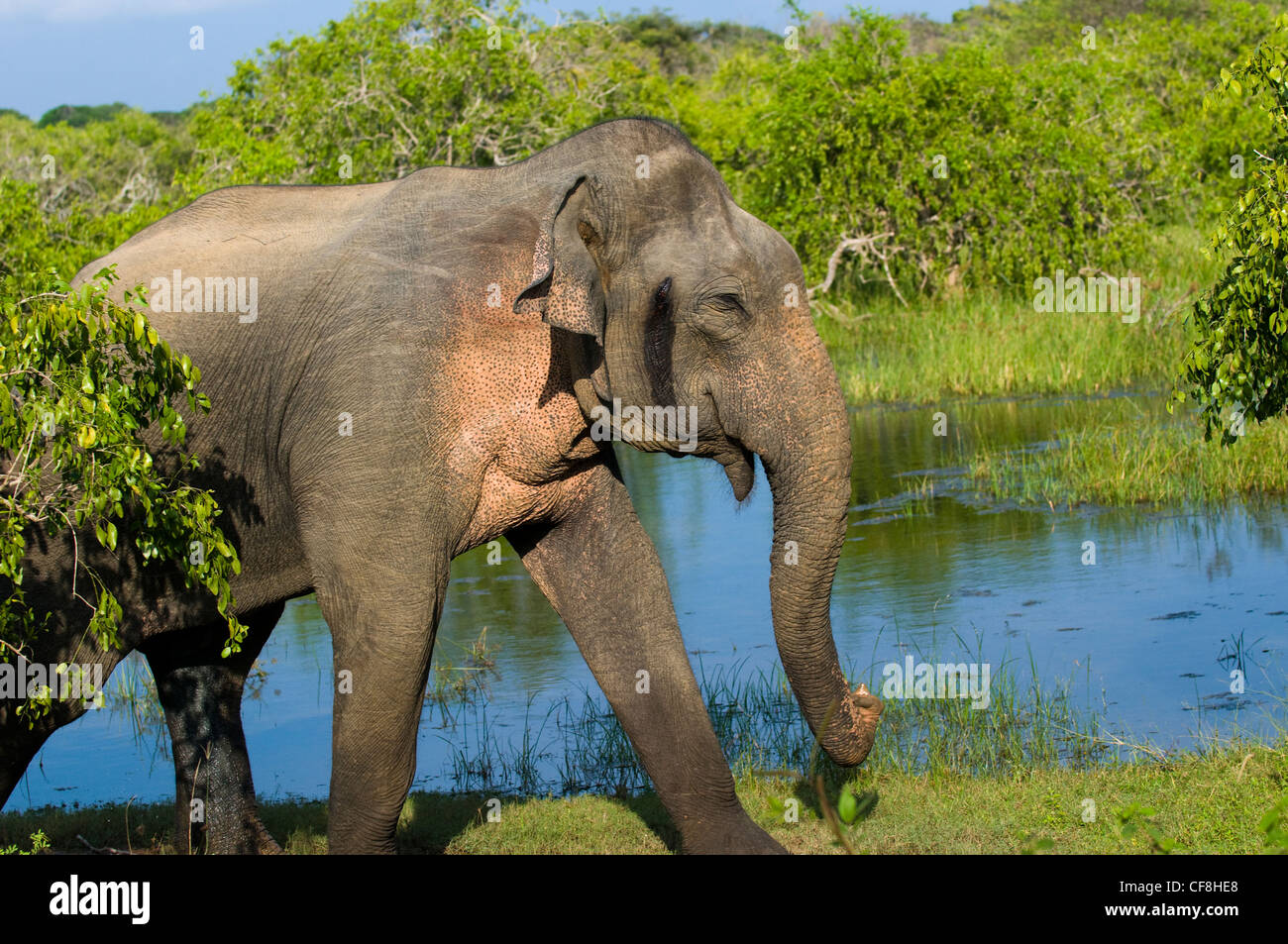 Asian elephant in musth hi-res stock photography and images - Alamy