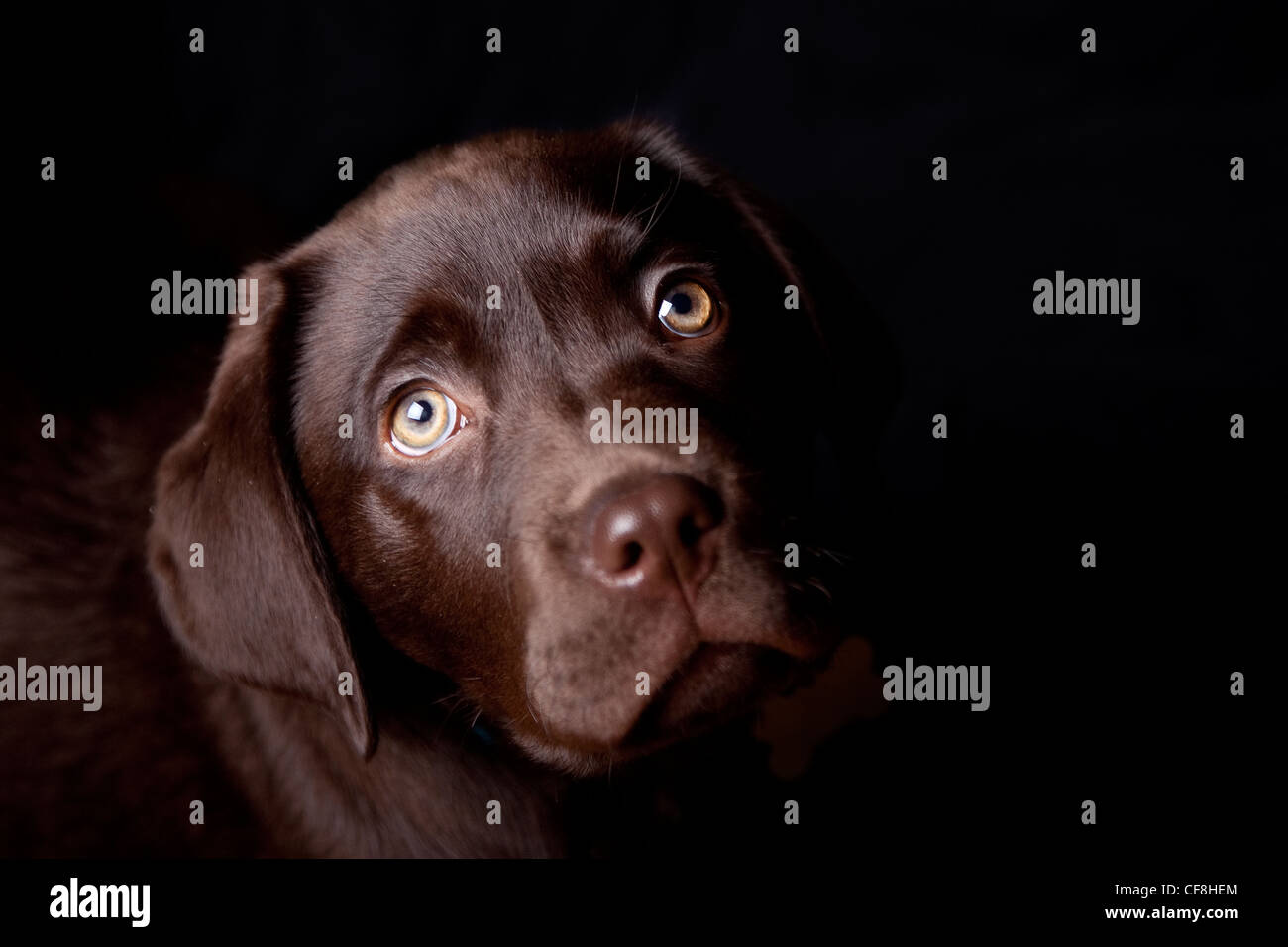 Chocolate Labrador Puppy Stock Photo - Alamy