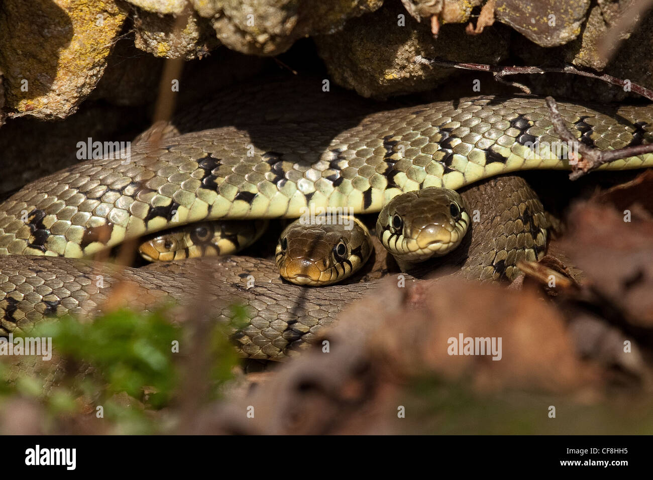 Grass snake - Natrix natrix Stock Photo - Alamy