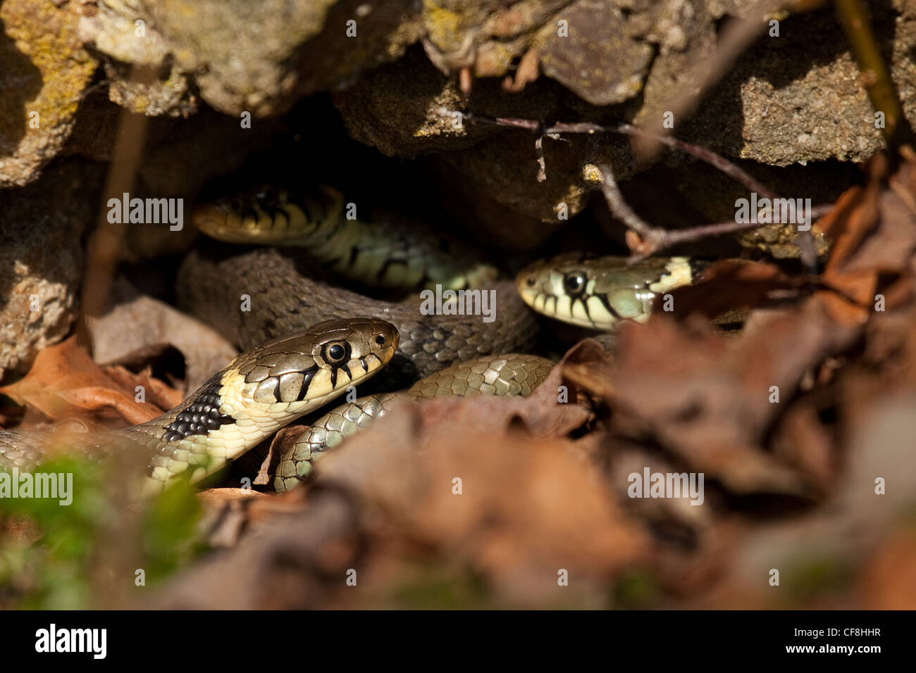 Grass snake - Natrix natrix Stock Photo - Alamy