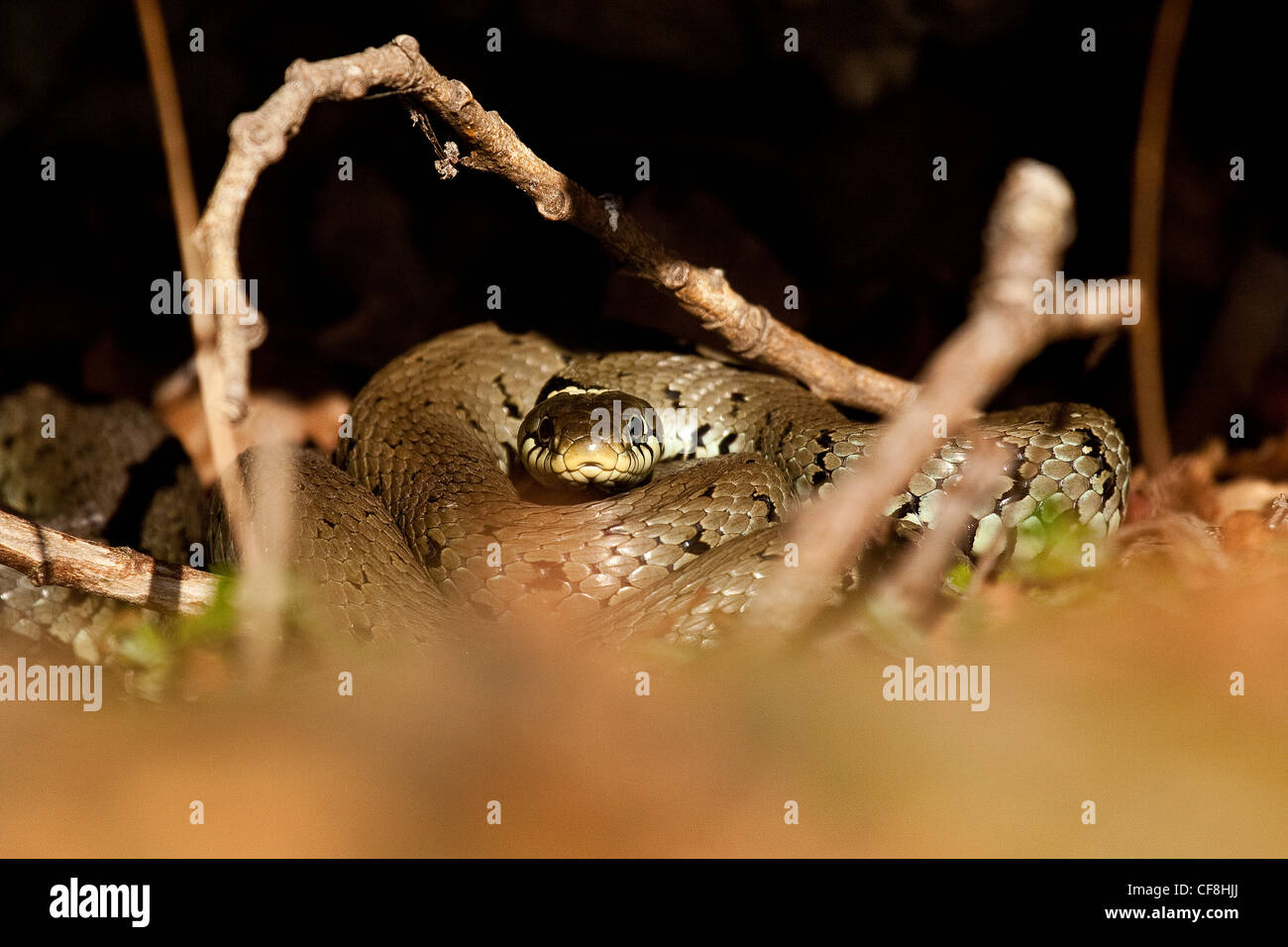 Grass snake - Natrix natrix Stock Photo - Alamy