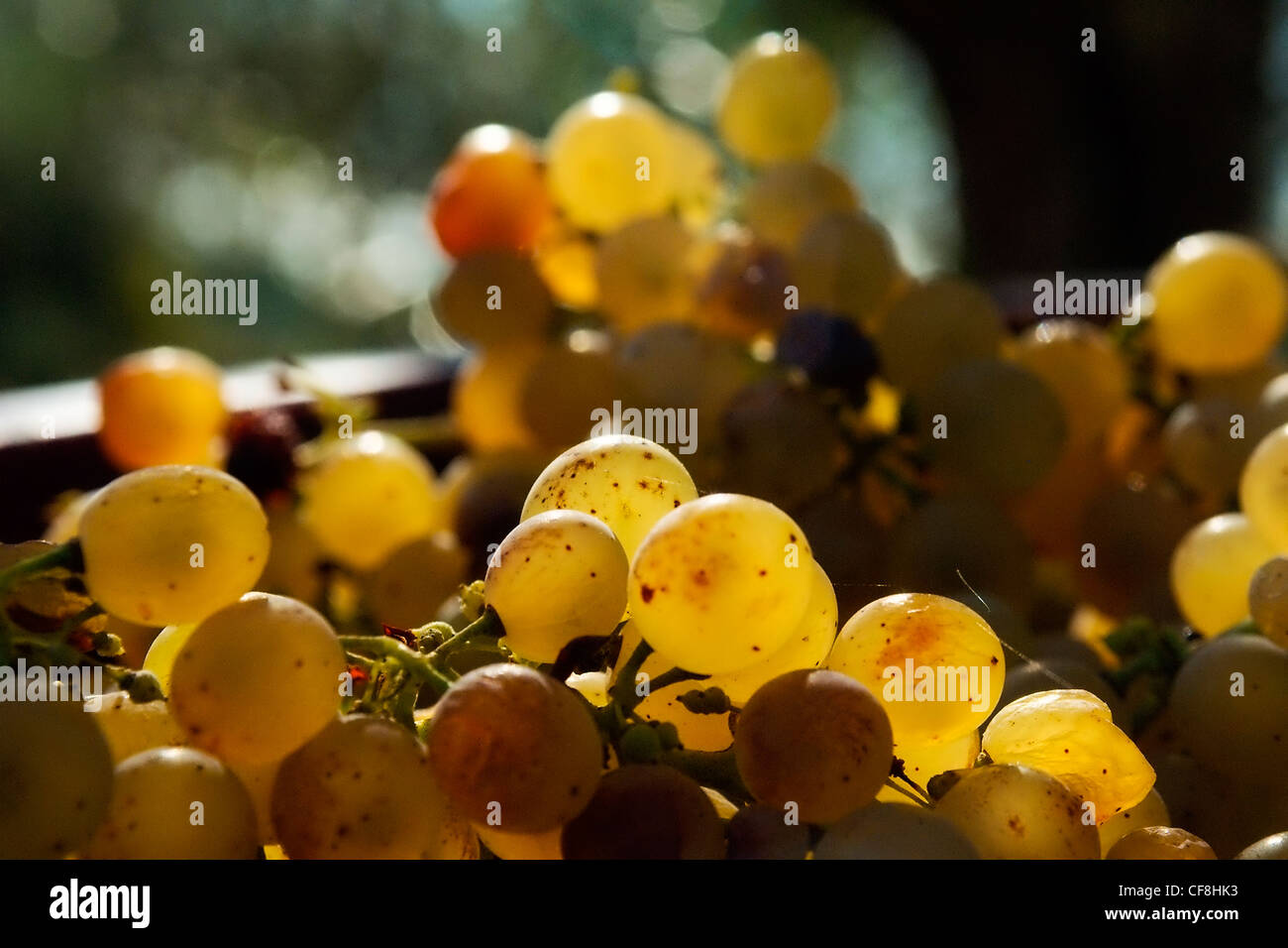Wine grapes ready for harvest Stock Photo - Alamy