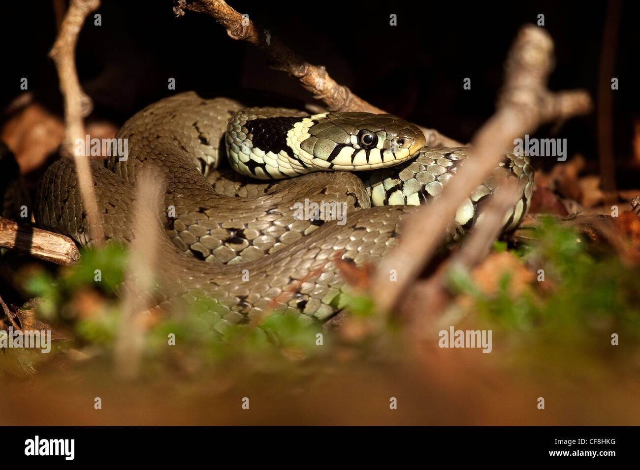 Natrix natrix mating hi-res stock photography and images - Alamy