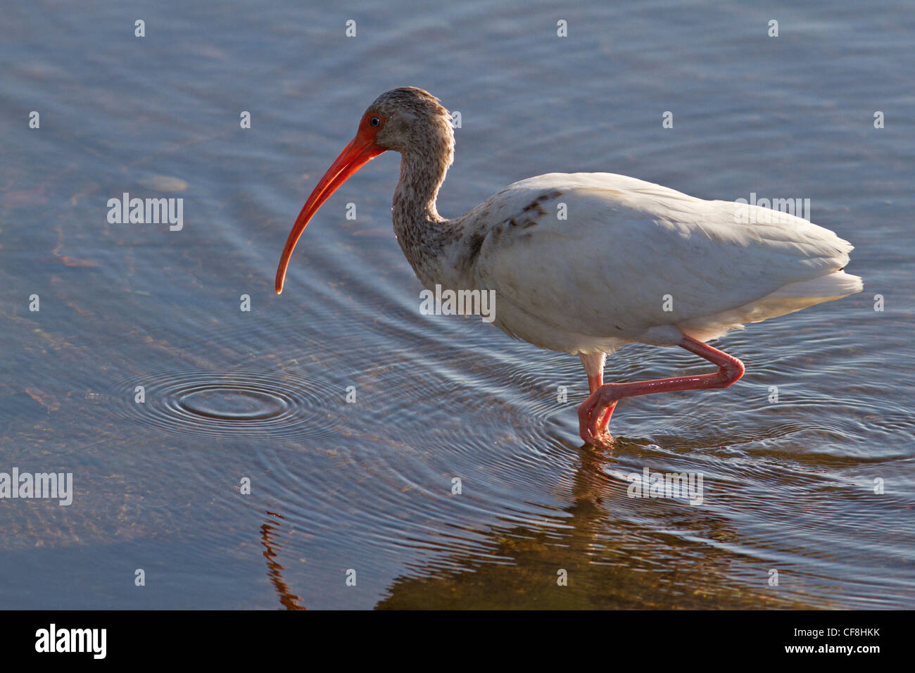First year White ibis (Eudocimus albus) searching for food, Ding ...