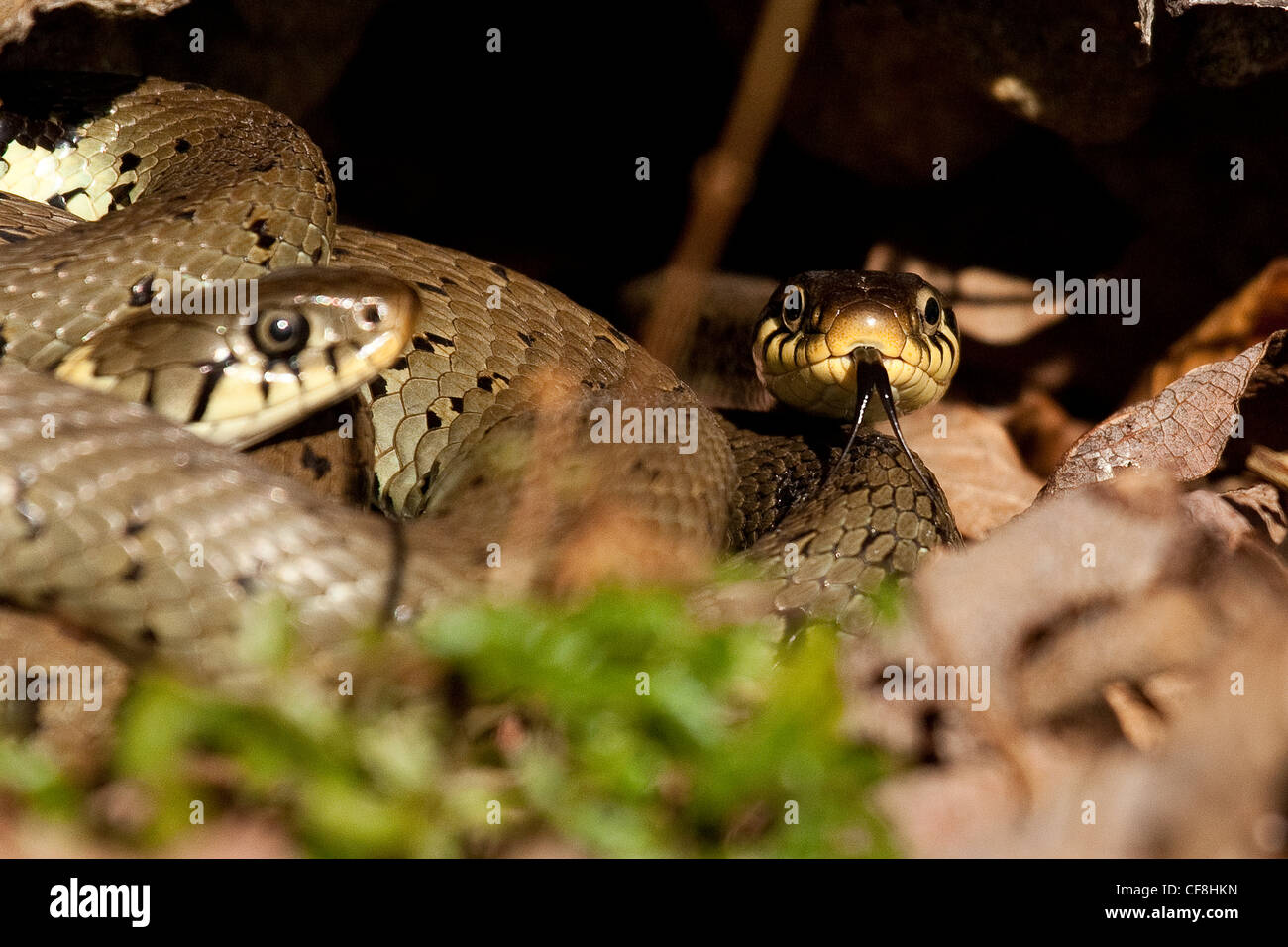 Grass snake - Natrix natrix Stock Photo - Alamy