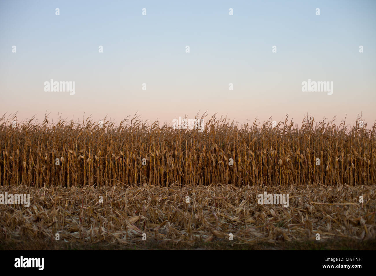 A corn crop being harvested in Central Illinois at twilight Stock Photo ...
