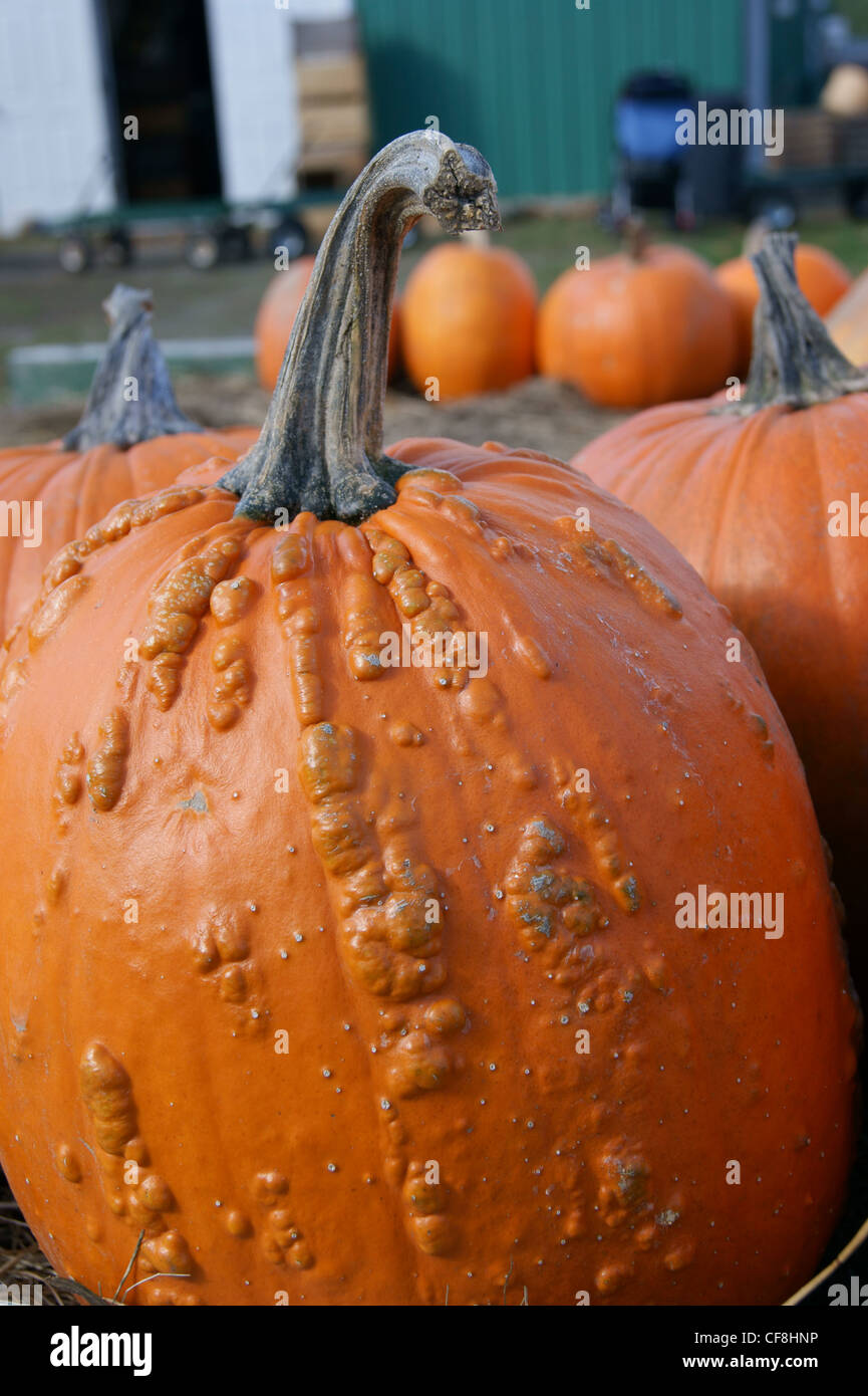 Cucurbita mixta hi-res stock photography and images - Alamy