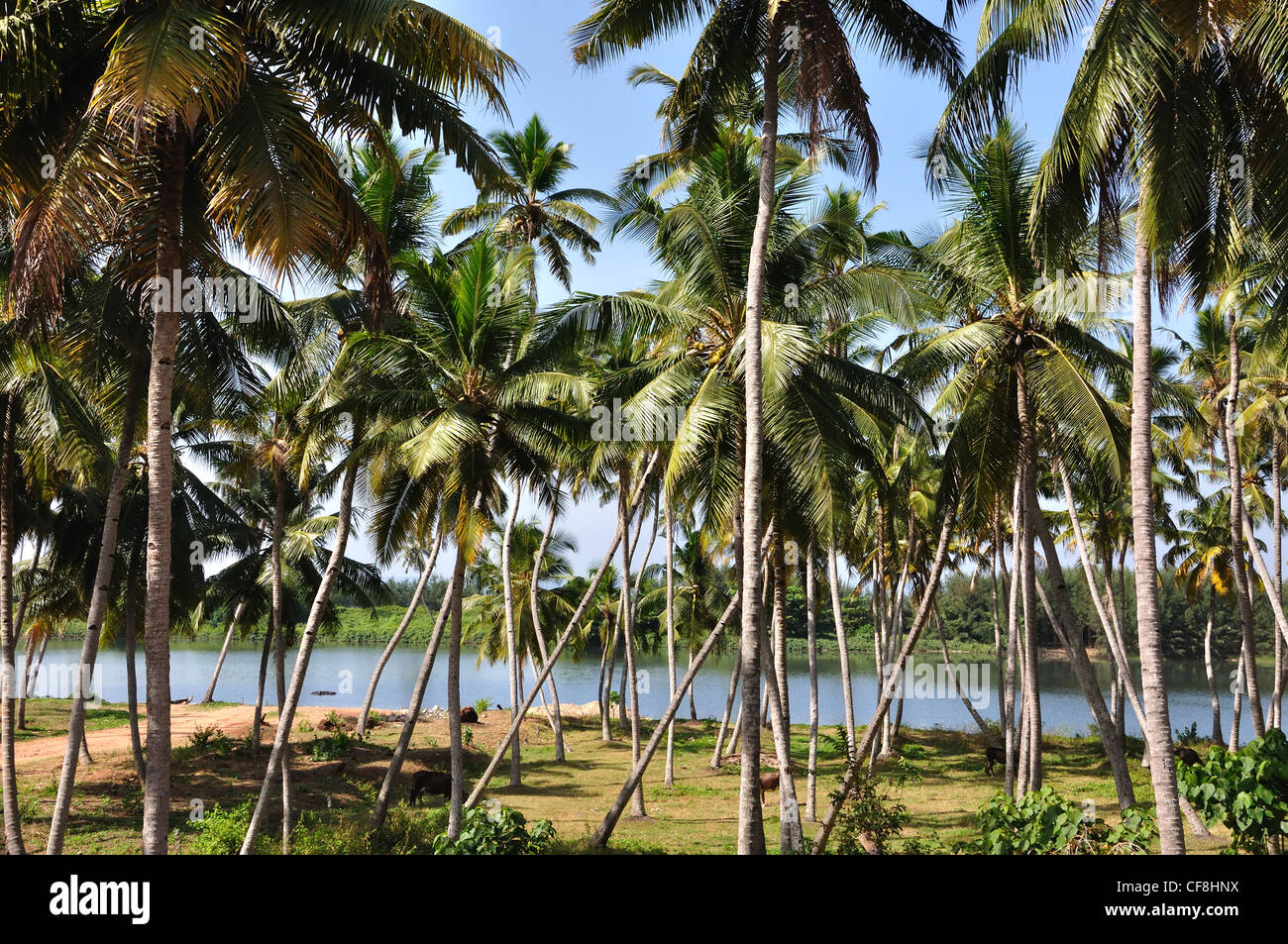 Coconut Trees (Trees of Life Stock Photo - Alamy