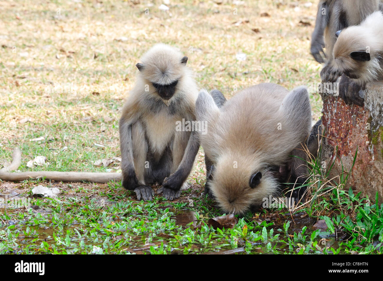 Indian langur hi-res stock photography and images - Alamy