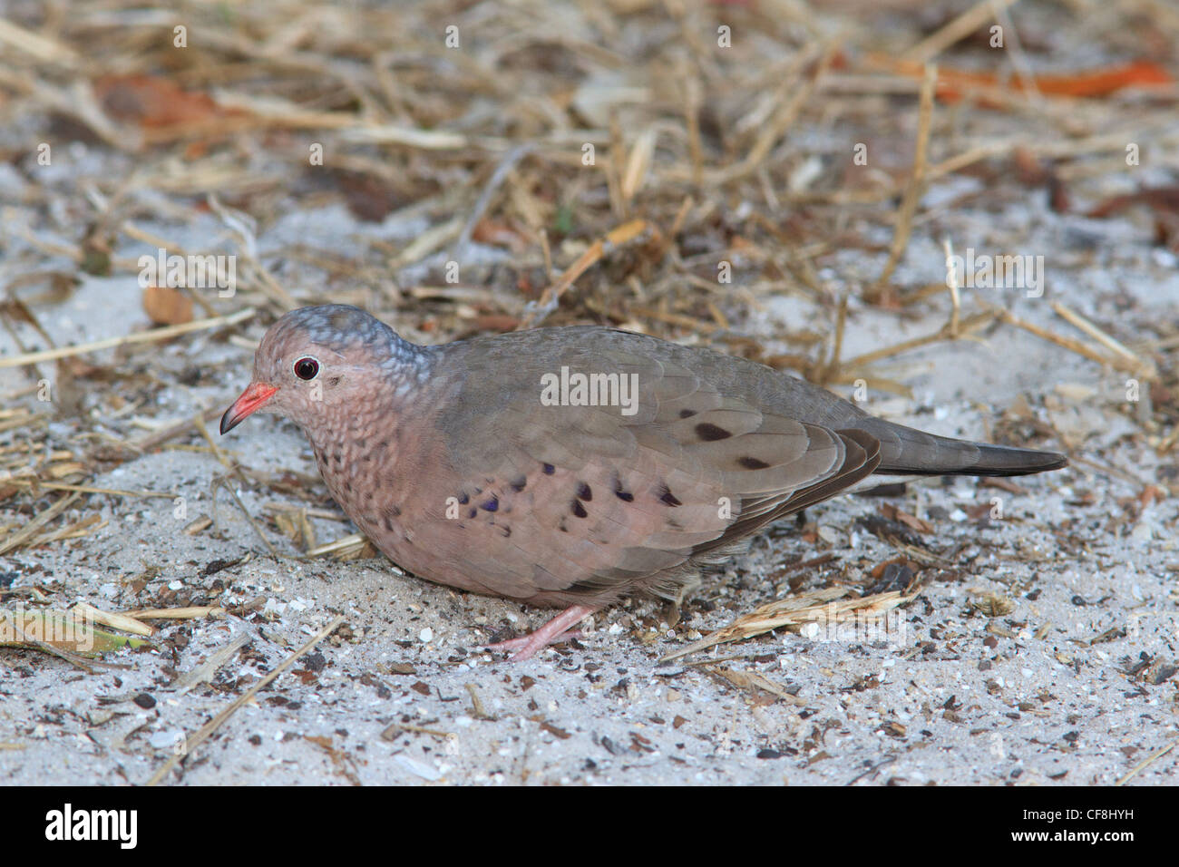 Columbina passerina hi-res stock photography and images - Alamy