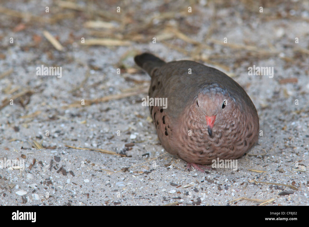 Common ground dove ( Columbina passerina passerina) at Ding Darling ...