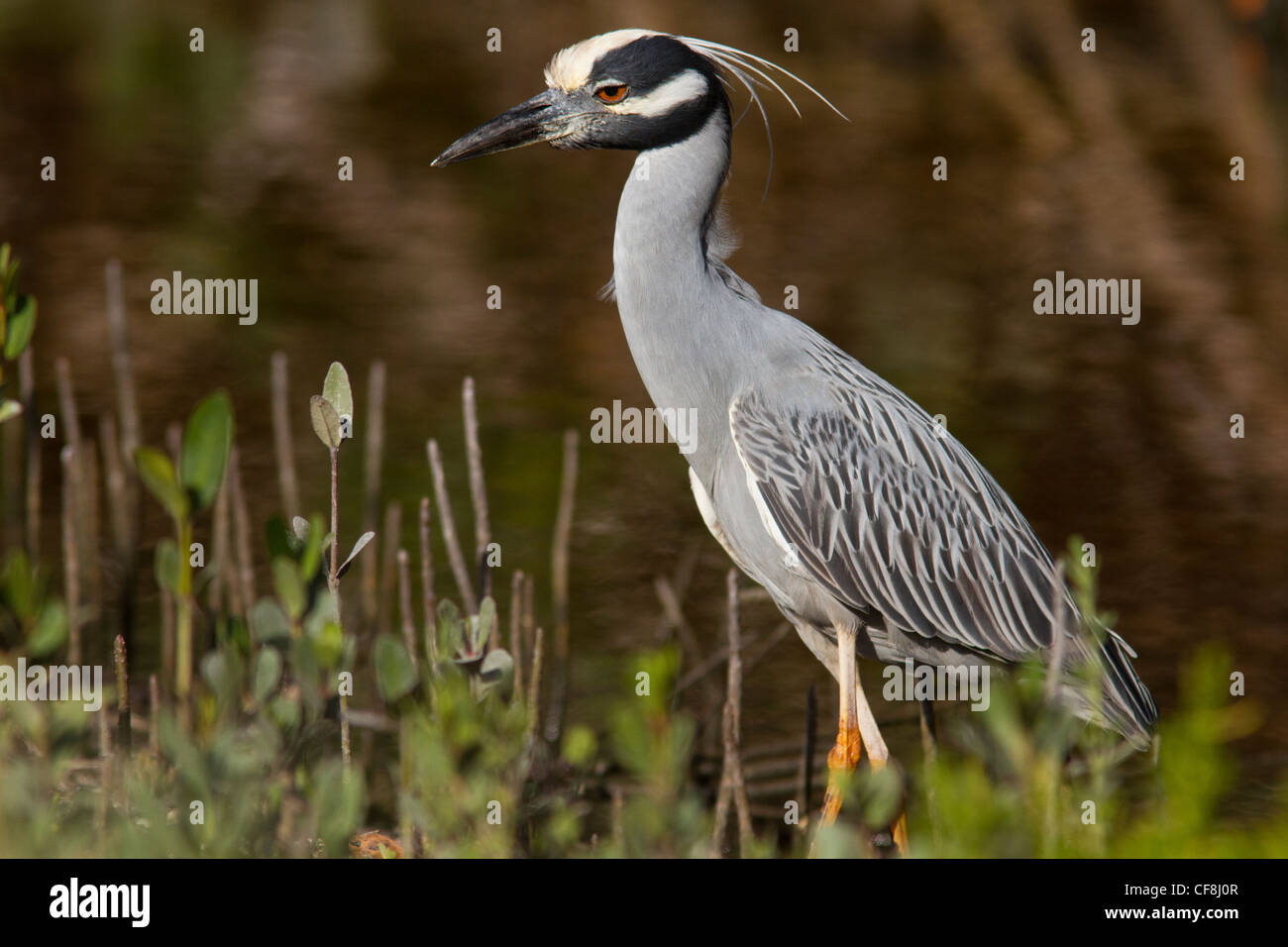 Yellow crowned night heron (Nyctanassa violacea Stock Photo - Alamy