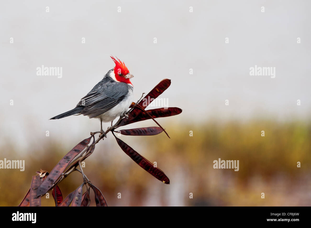 Red crested Cardinal in Kauai, Hawaii. Species in the tanager family ...