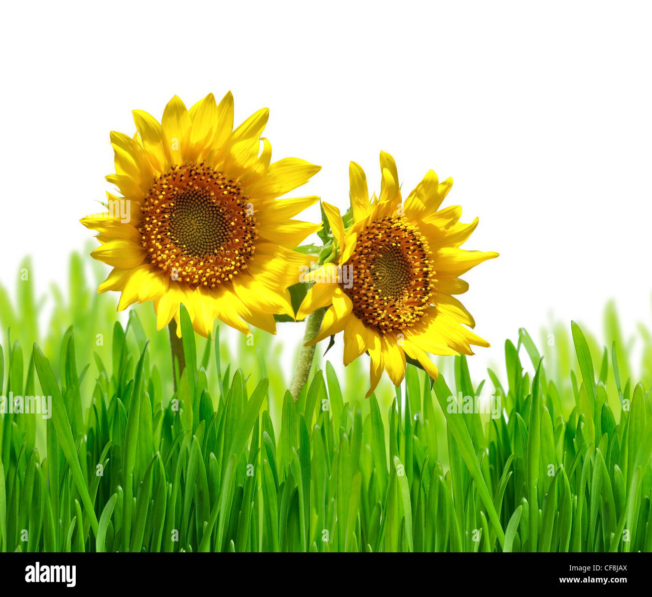 Sunflowers And Green Grass On White Background Stock Photo - Alamy