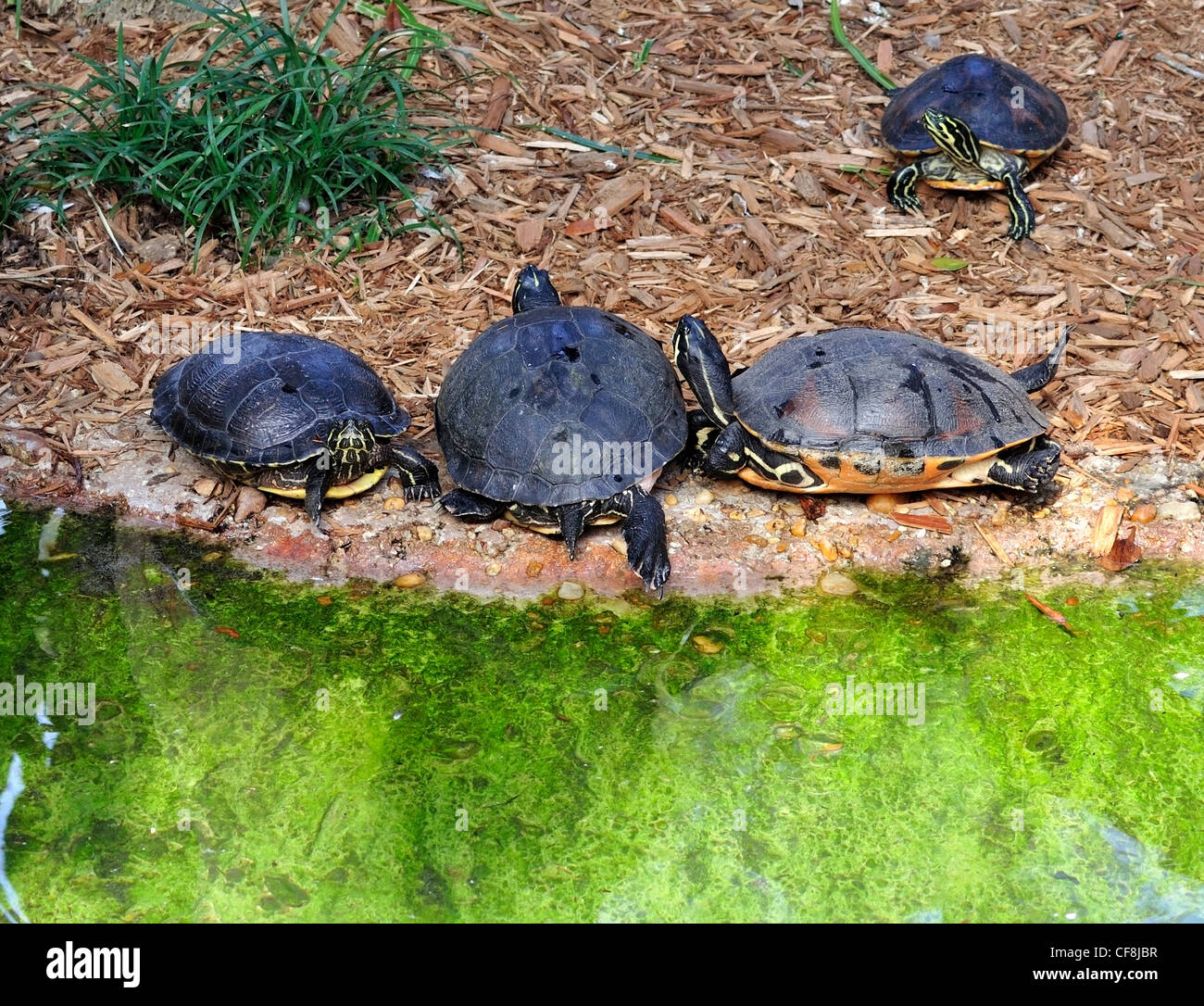 Yellow bellied slider turtles hi-res stock photography and images - Alamy