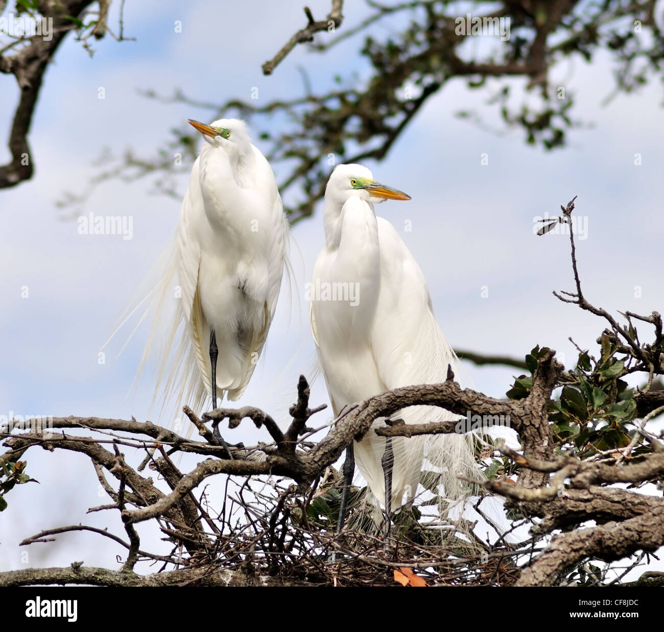 Great Egrets On The Nest Stock Photo - Alamy