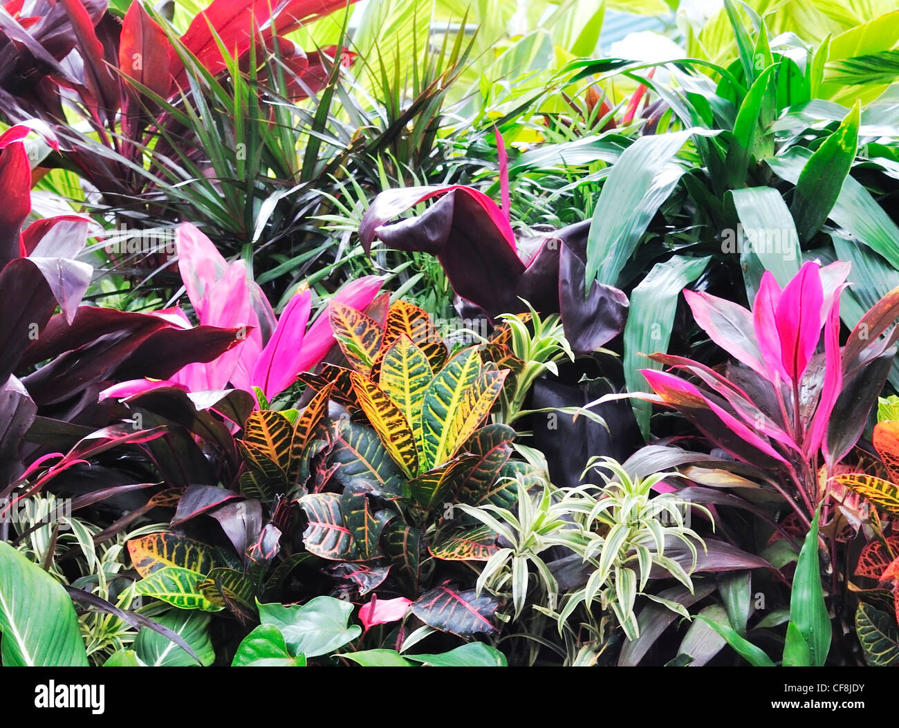 Colorful Tropical Plants ,Close Up Stock Photo - Alamy