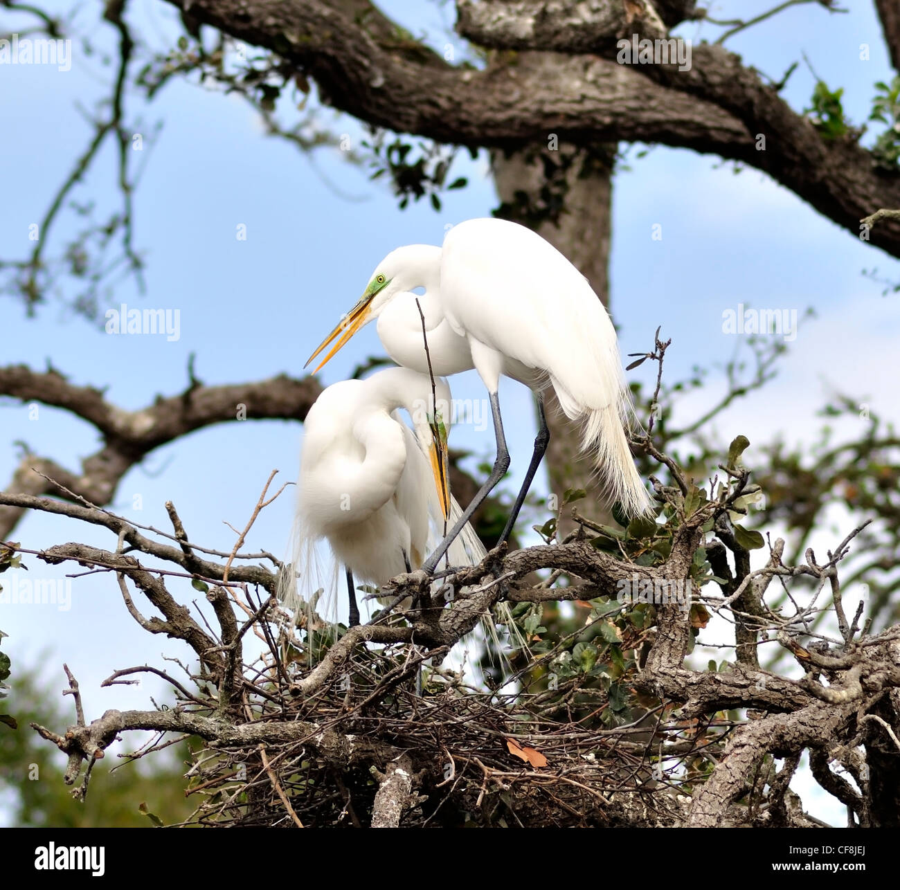 Couple Of Great Egrets building A Nest Stock Photo - Alamy