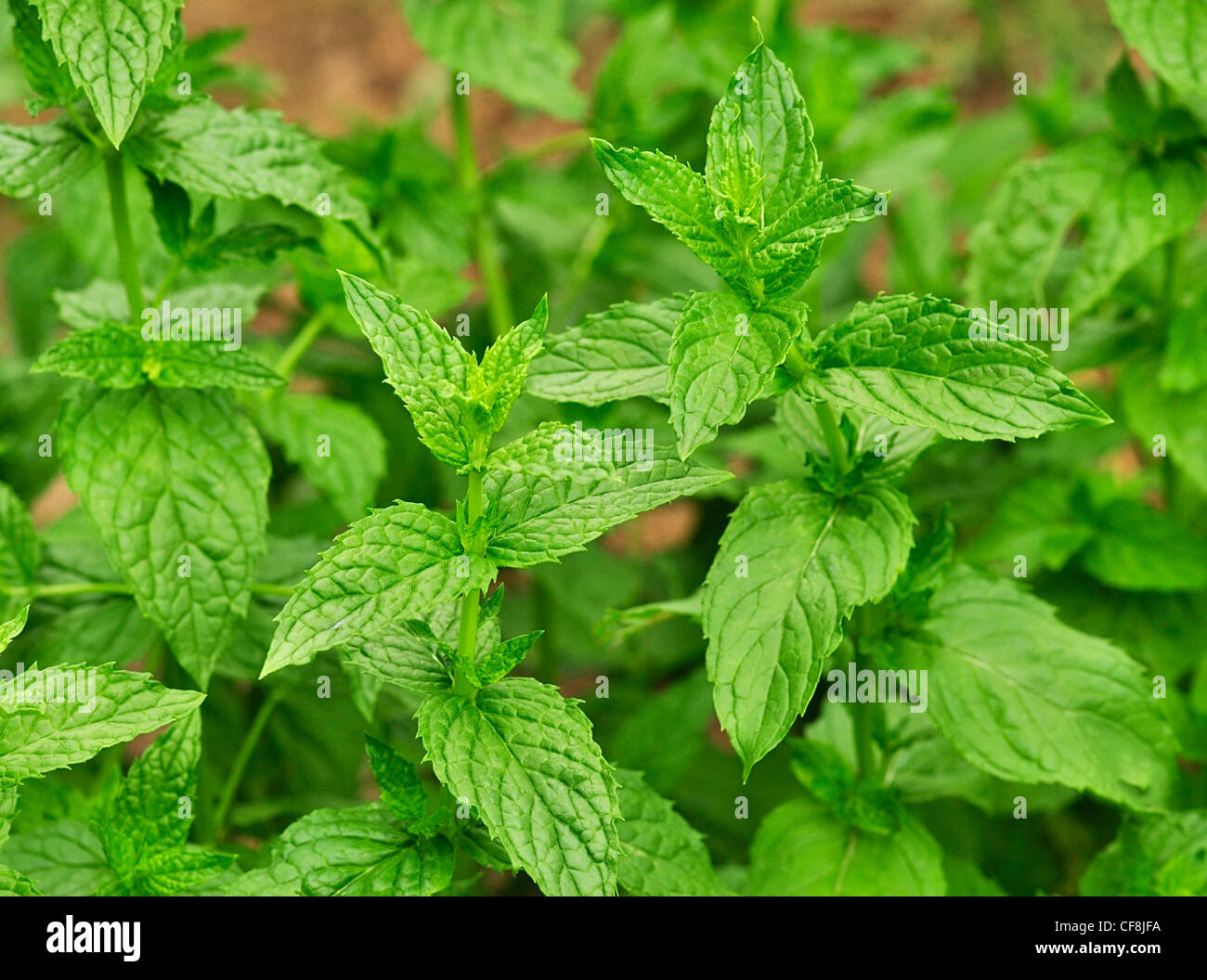 mint in the garden , close up Stock Photo - Alamy