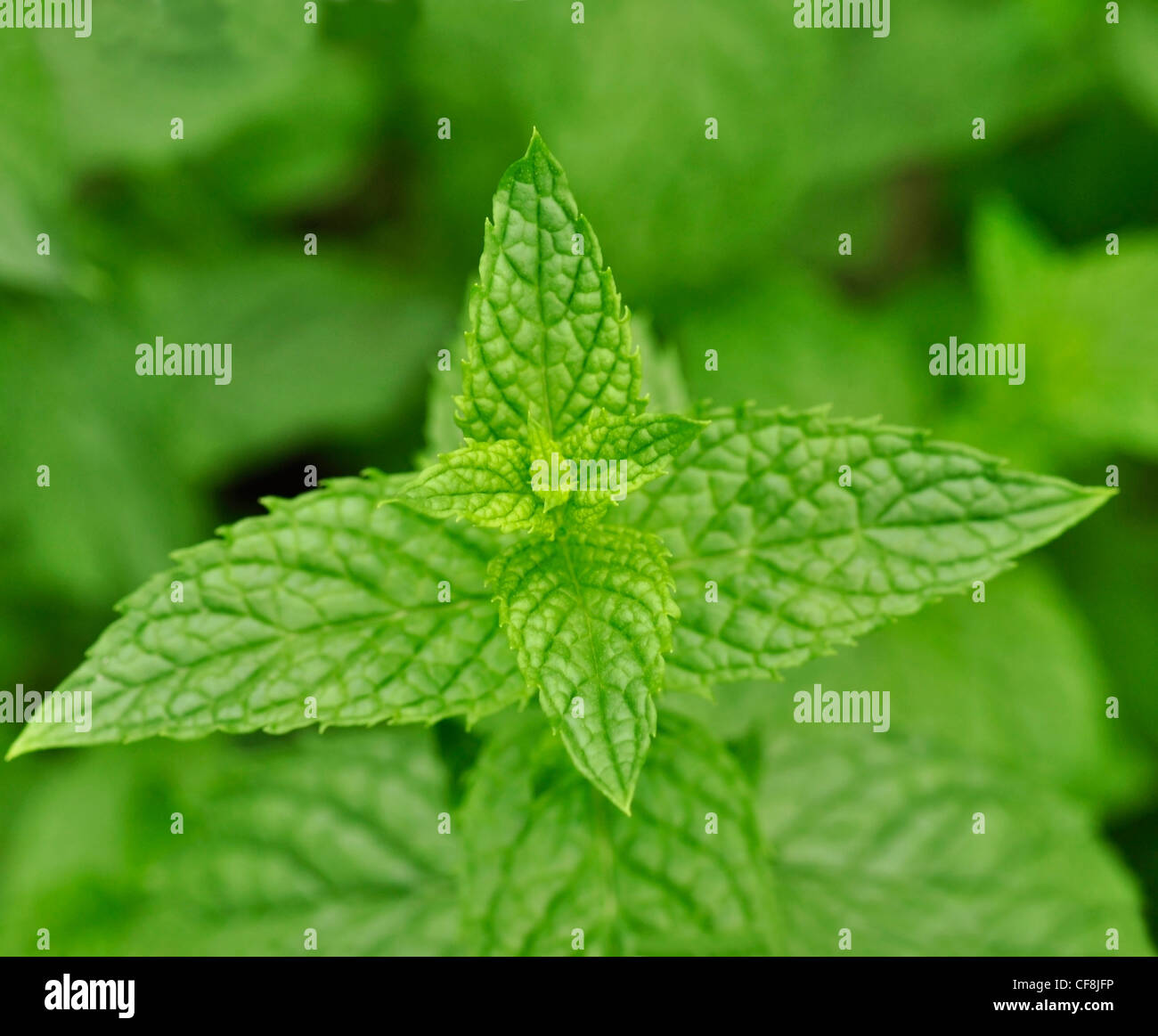 mint in the garden , close up Stock Photo - Alamy