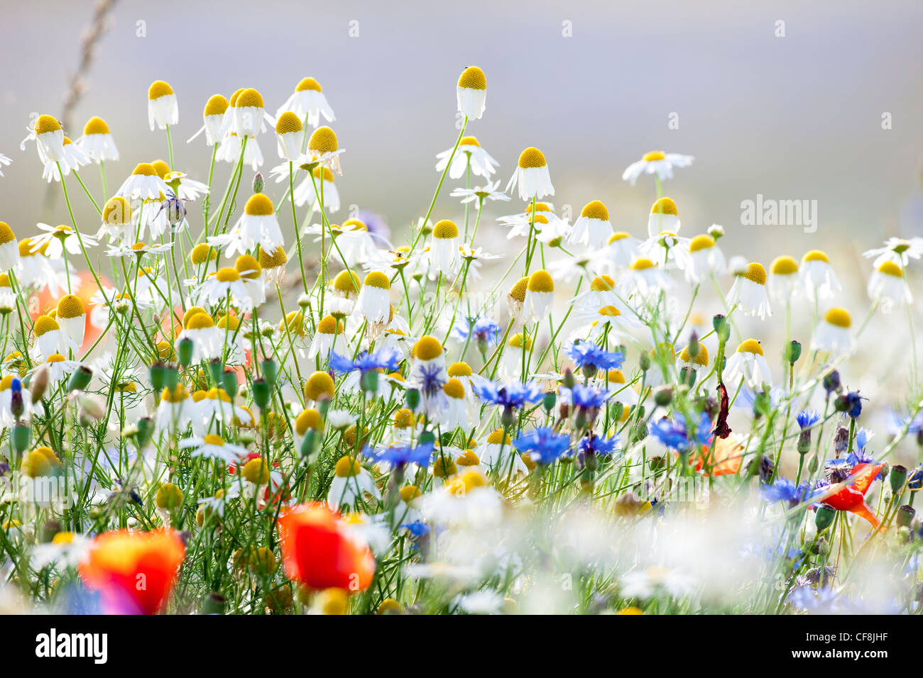 abundance of blooming wild flowers on the meadow at springtime Stock ...