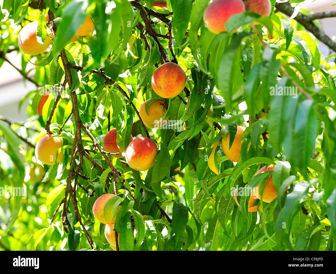 peaches on a tree Stock Photo - Alamy