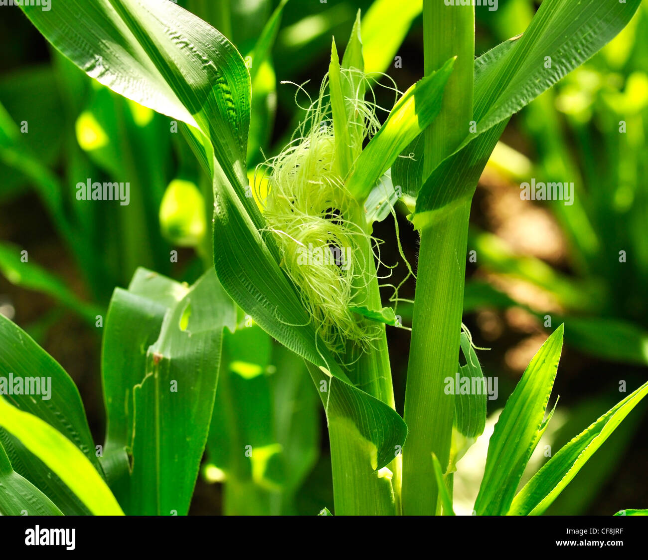 Genetic modified corn hi-res stock photography and images - Alamy