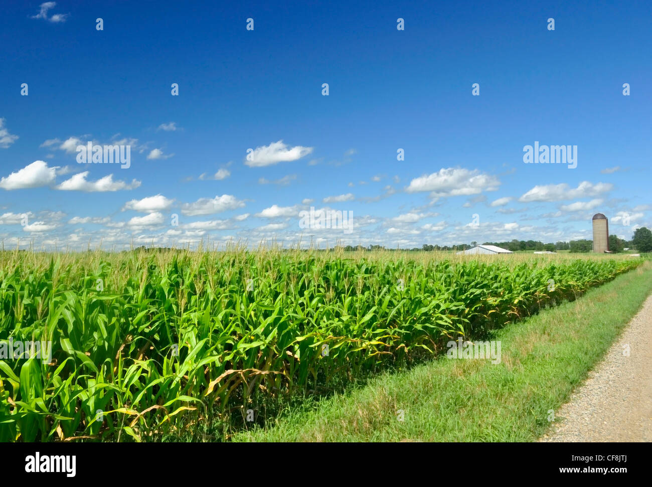 corn field and a blue sky Stock Photo - Alamy