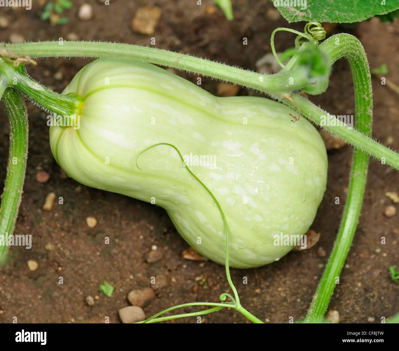 Growing squash vegetables in hi-res stock photography and images - Alamy
