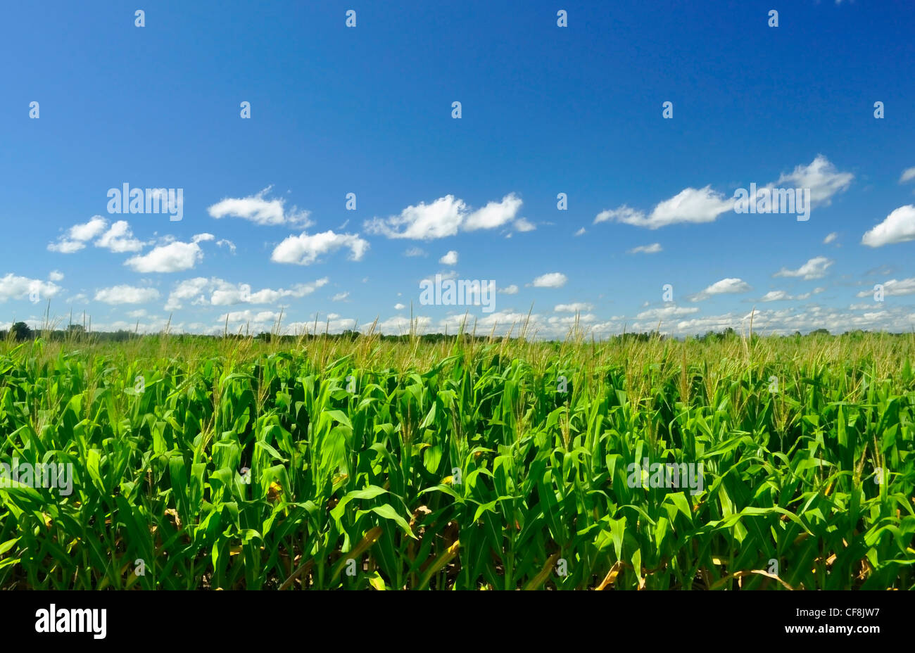 corn field and a blue sky Stock Photo - Alamy