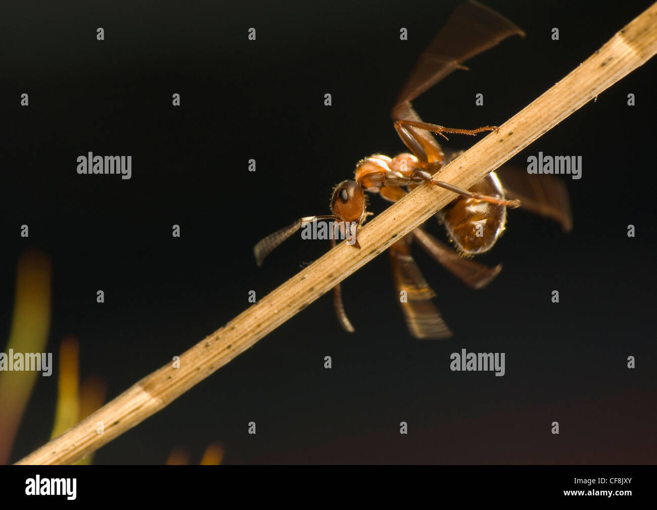 Ant - Formica Stock Photo - Alamy