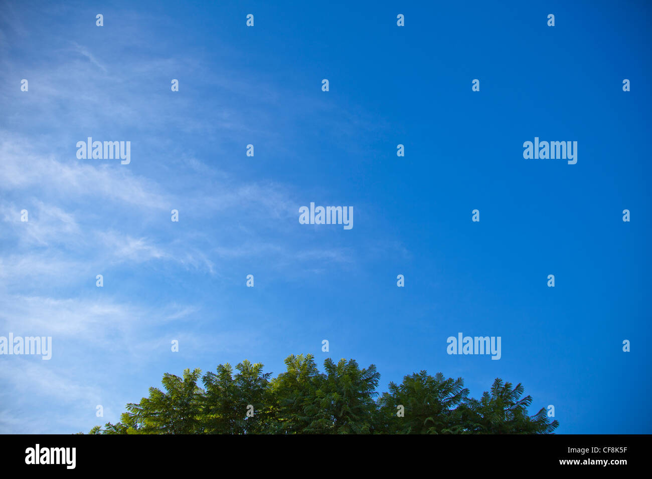 tree with clouds Stock Photo - Alamy