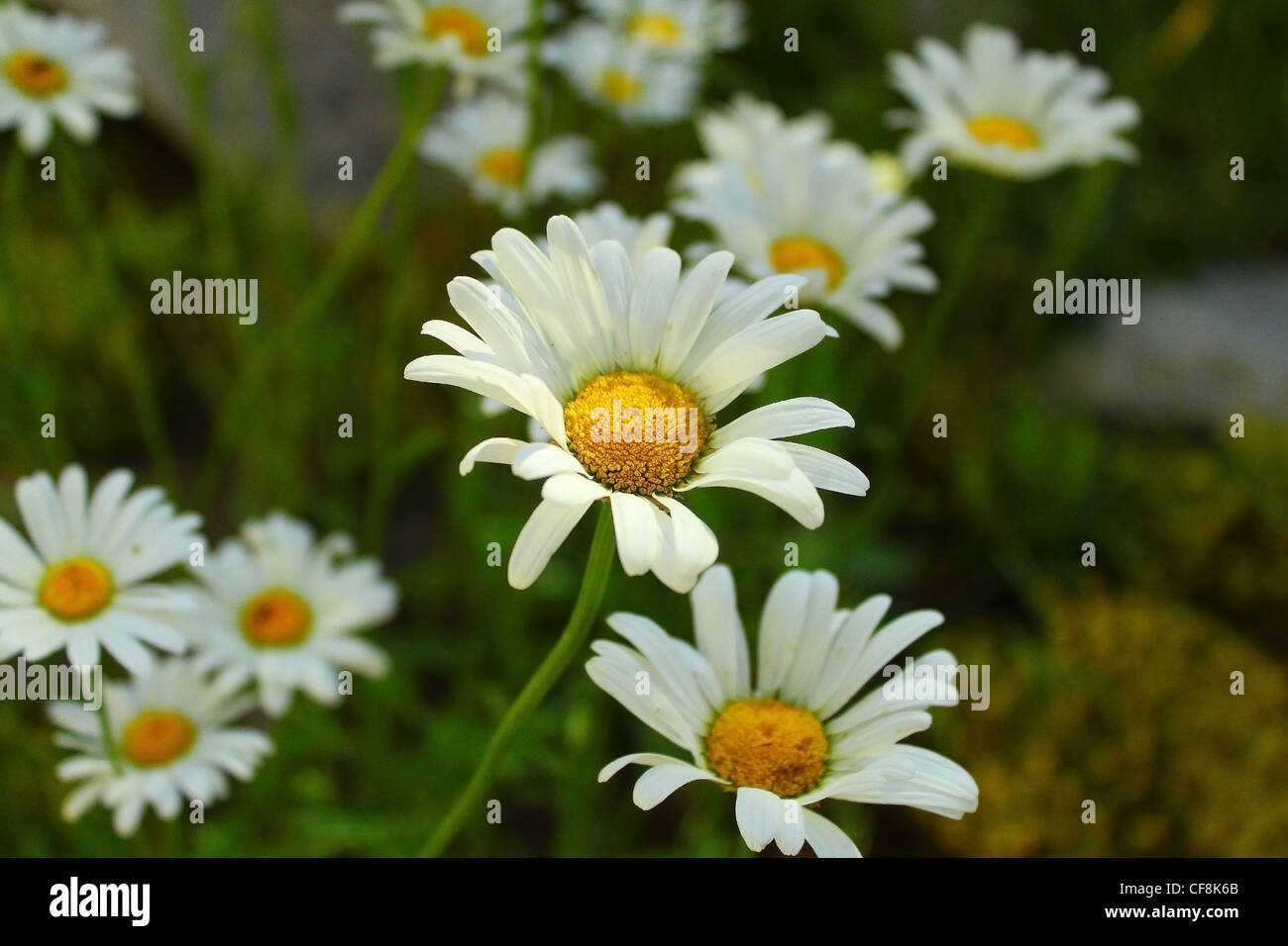 Photo of colors of a camomile on a summer meadow Stock Photo - Alamy