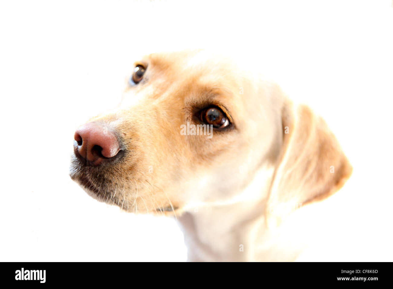 Labrador eyes hi-res stock photography and images - Alamy